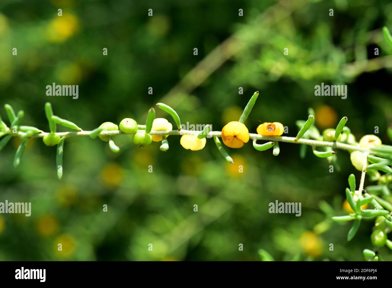 Saltbush High Resolution Stock Photography and Images - Alamy