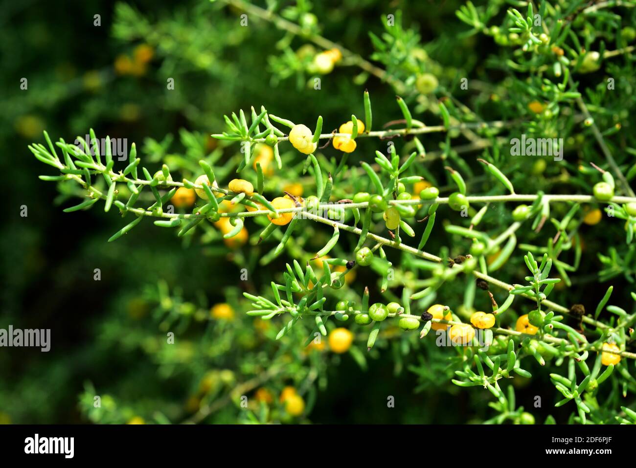 Saltbush plant hi-res stock photography and images - Alamy