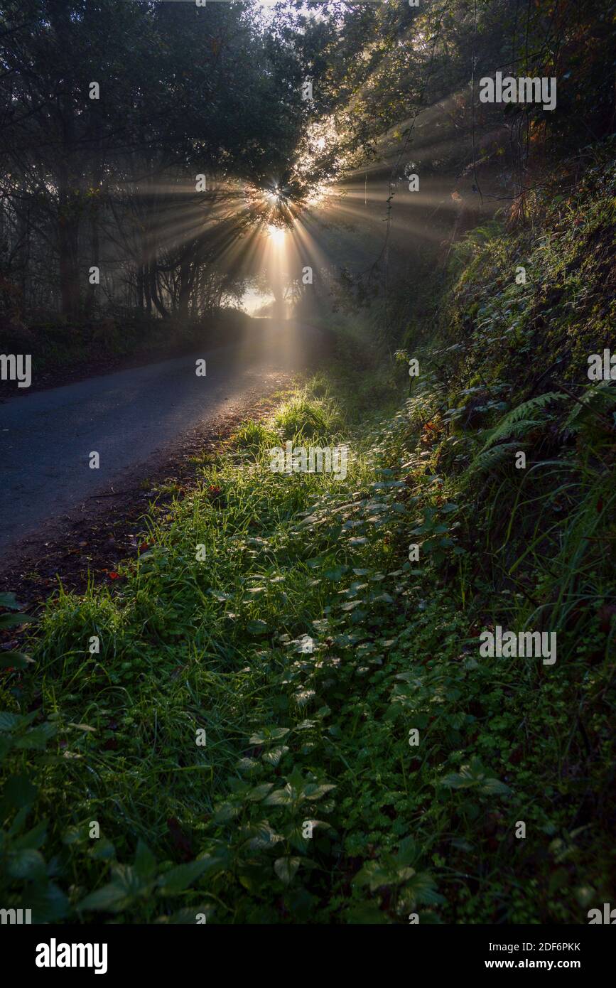Sunbeams cut through the mist between the trees and illuminate the ...