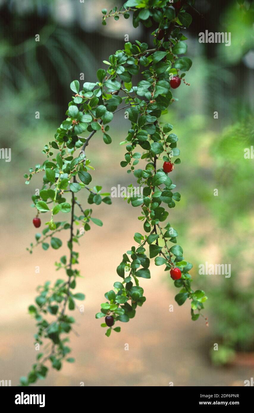 Bluewood or espino de Capulin (Condalia mexicana) is a prickly shrub ...