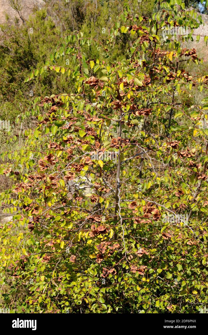 Jerusalem thorn paliurus hi-res stock photography and images - Alamy