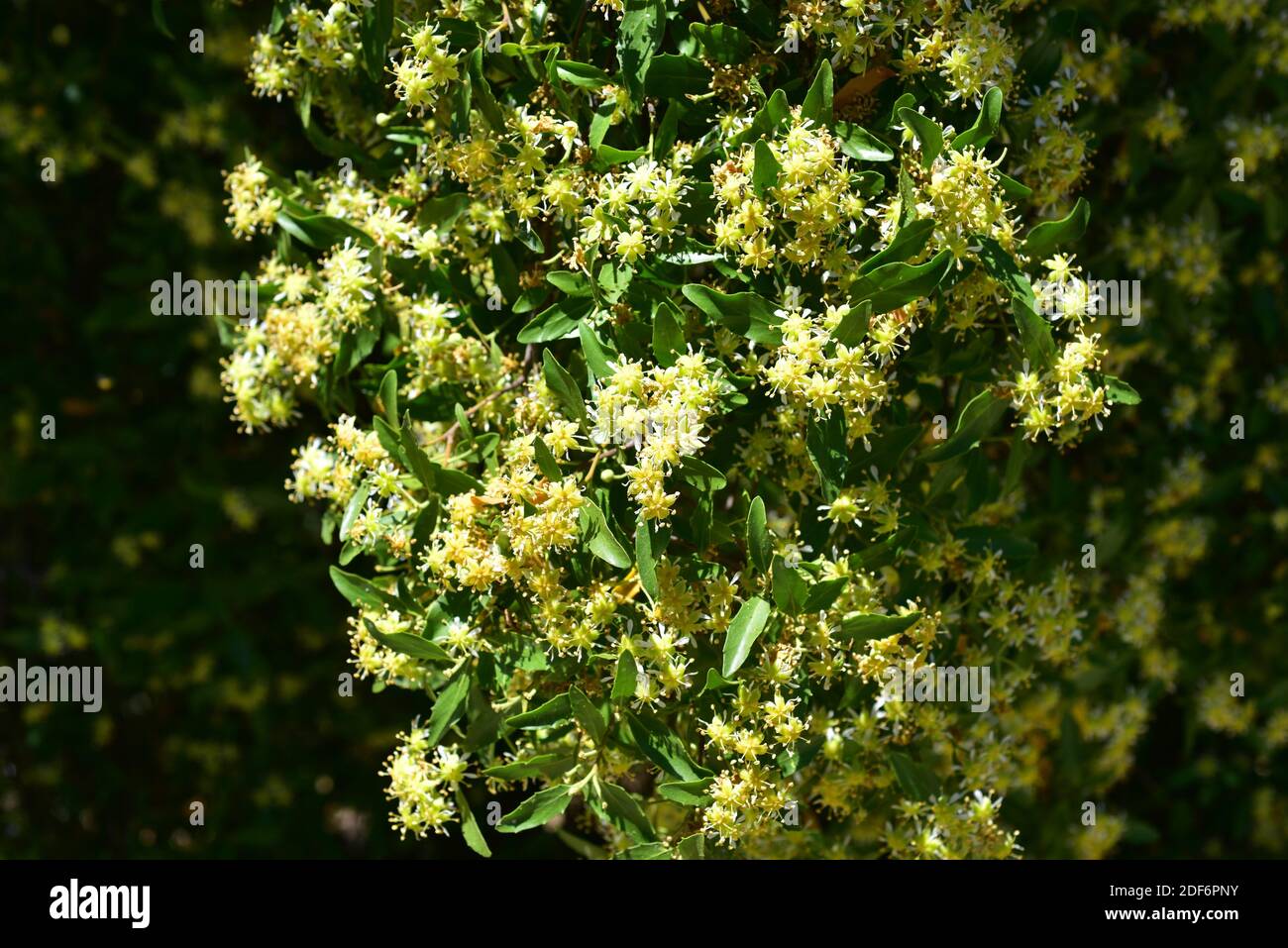 Quillajaceae hi-res stock photography and images - Alamy