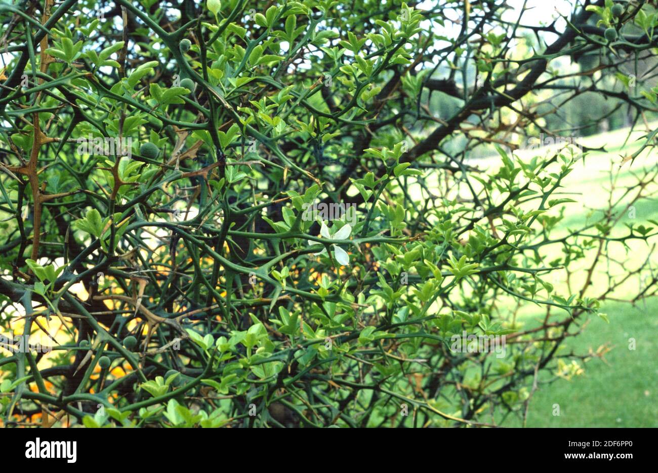 Colletia High Resolution Stock Photography and Images - Alamy