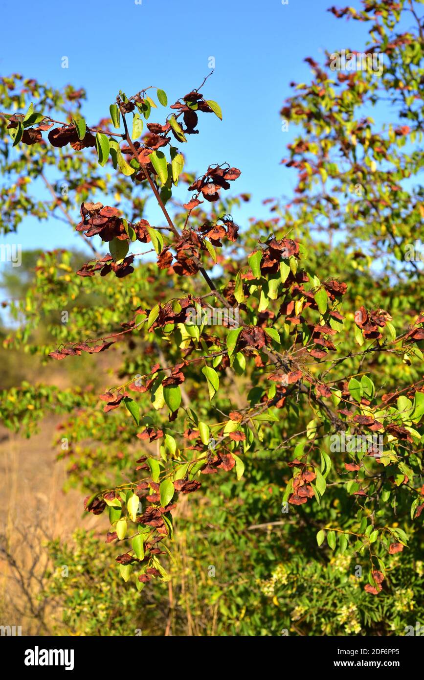 Jerusalem thorn hi-res stock photography and images - Alamy