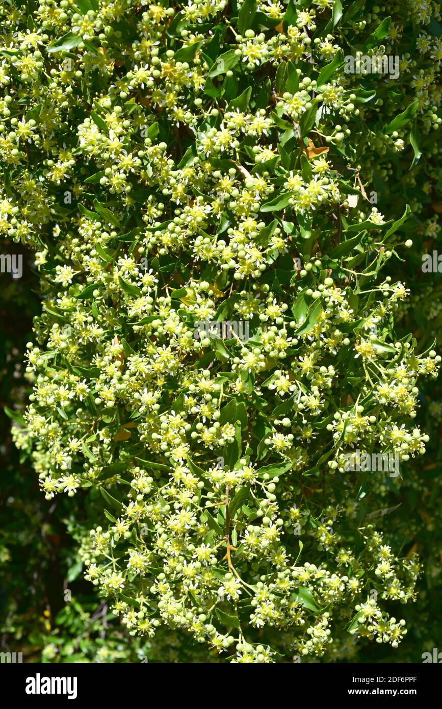 Quillaja flower hi-res stock photography and images - Alamy