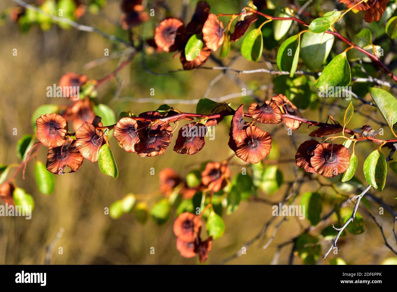 Christs thorn plant hi-res stock photography and images - Alamy