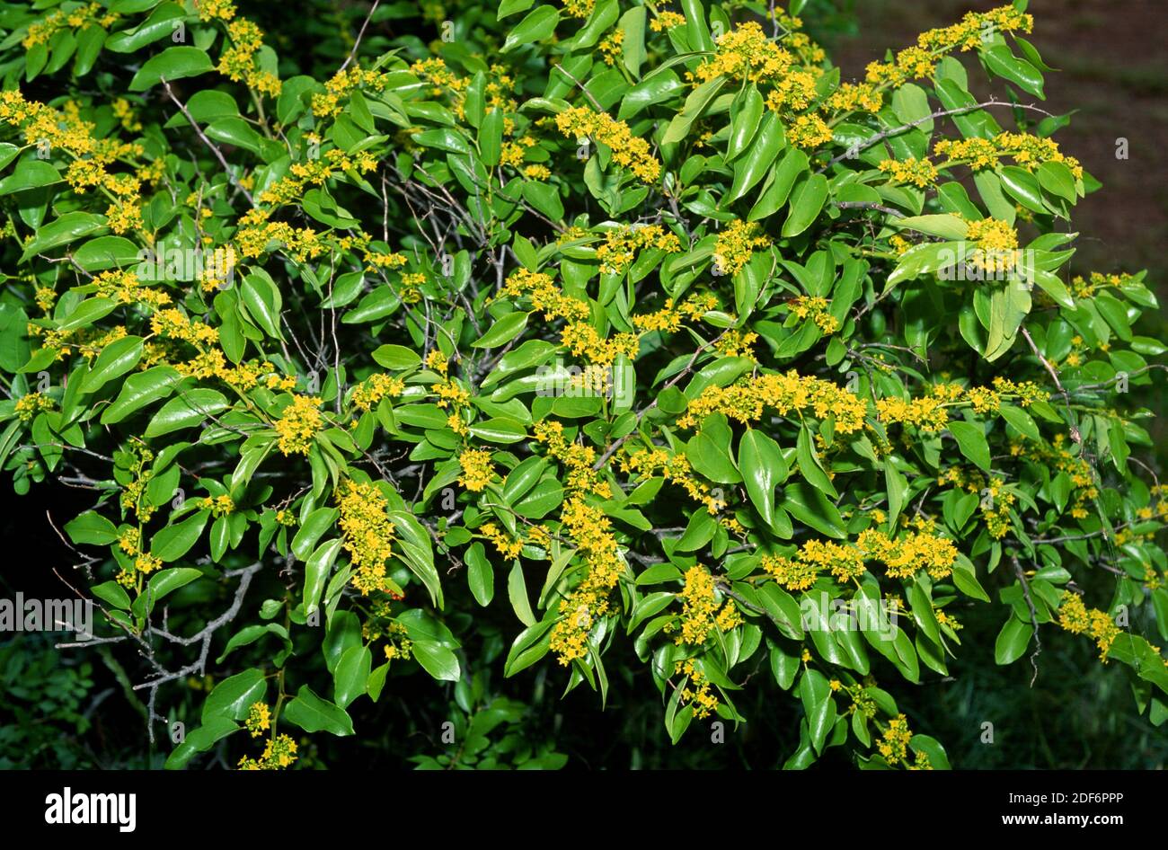 Espina christi hi-res stock photography and images - Alamy