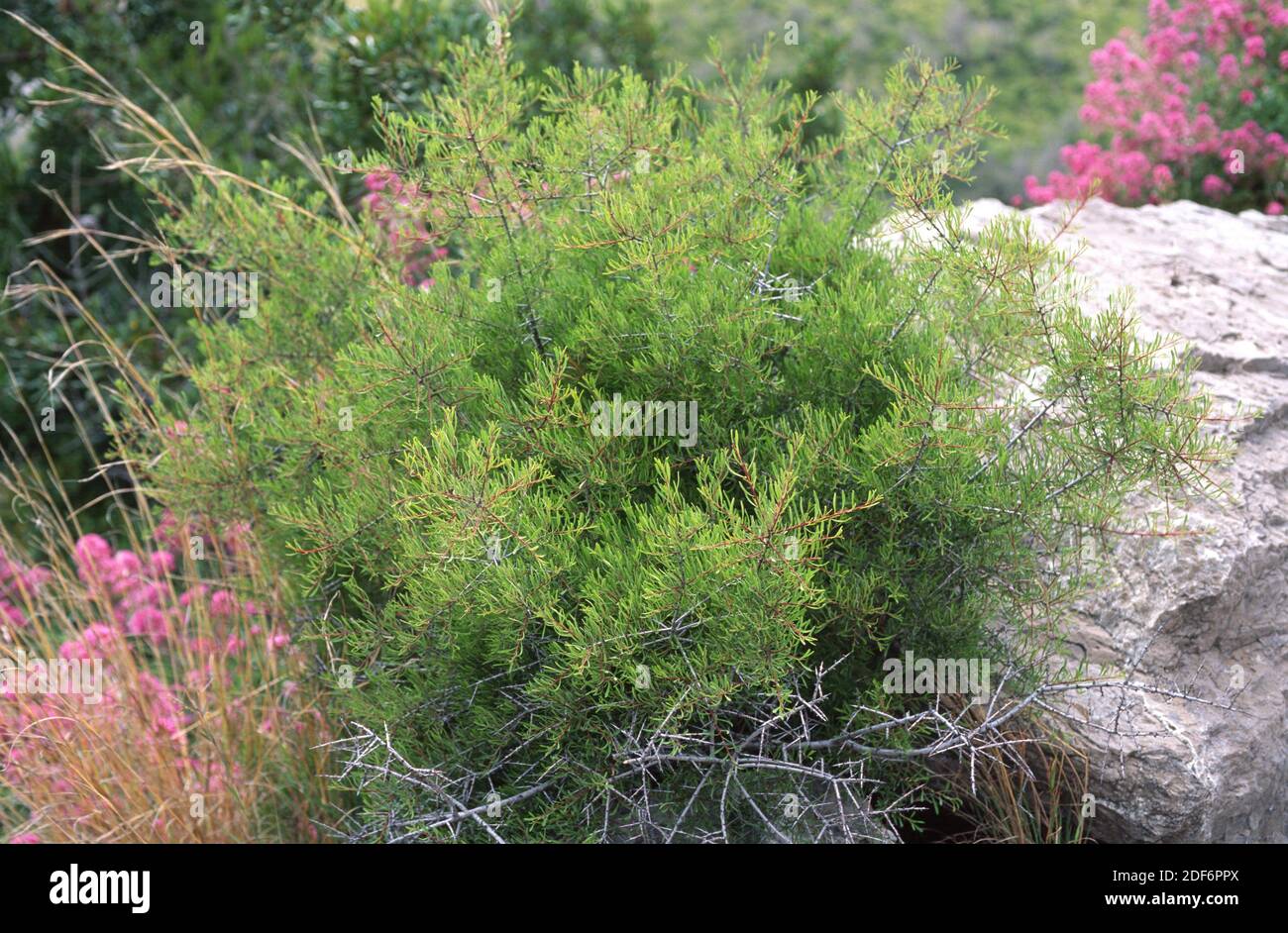 Black hawthorn rhamnus lycioides hi-res stock photography and images ...