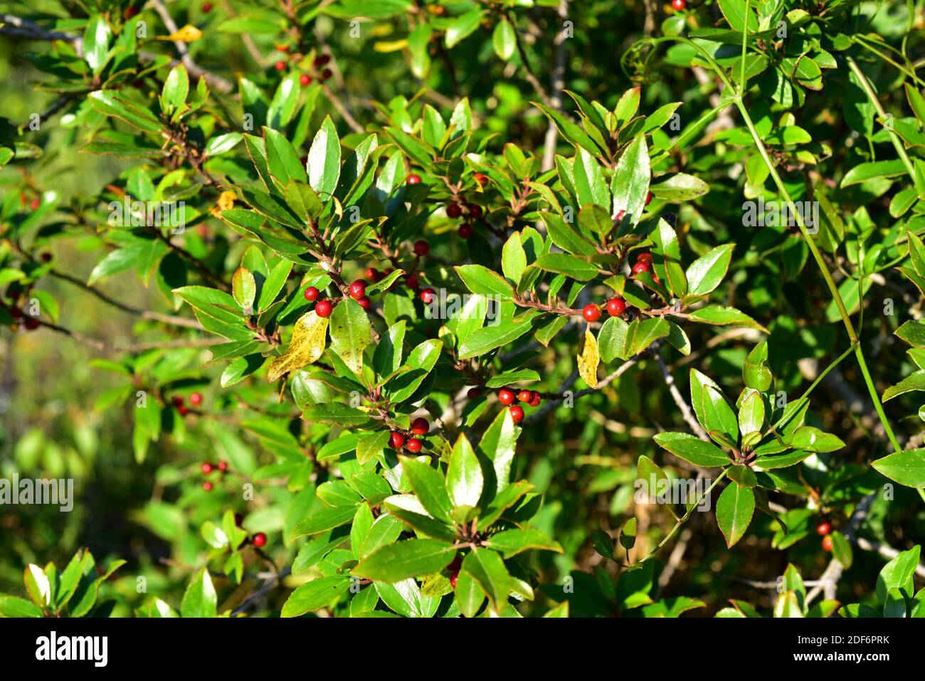 Rhamnus Alaternus High Resolution Stock Photography and Images - Alamy
