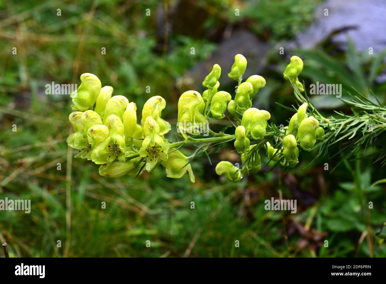 Anthora hi-res stock photography and images - Alamy
