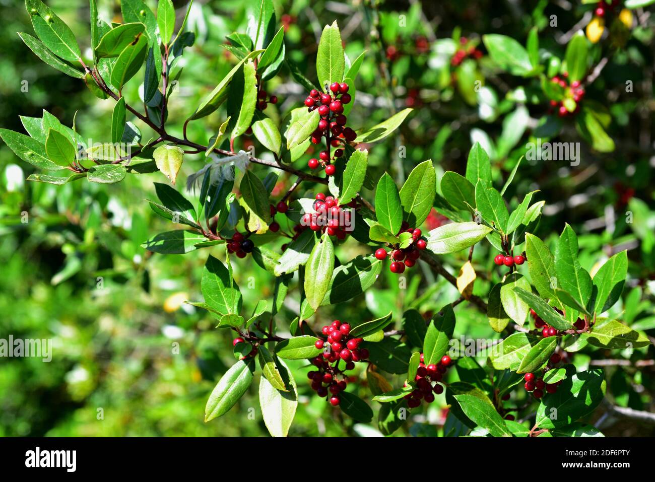 Buckthorn fruit hi-res stock photography and images - Alamy