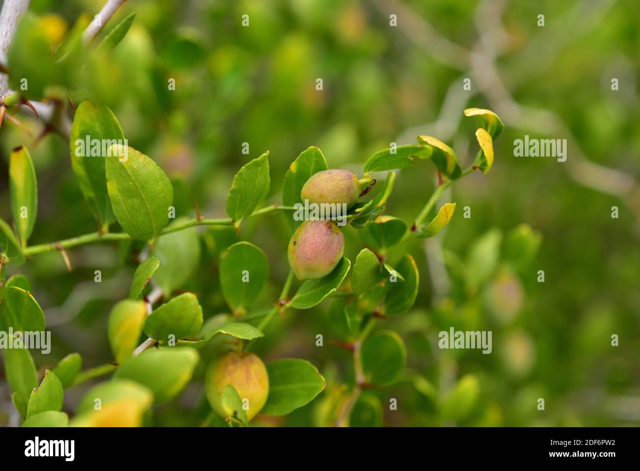 Ziziphus lotus hi-res stock photography and images - Alamy