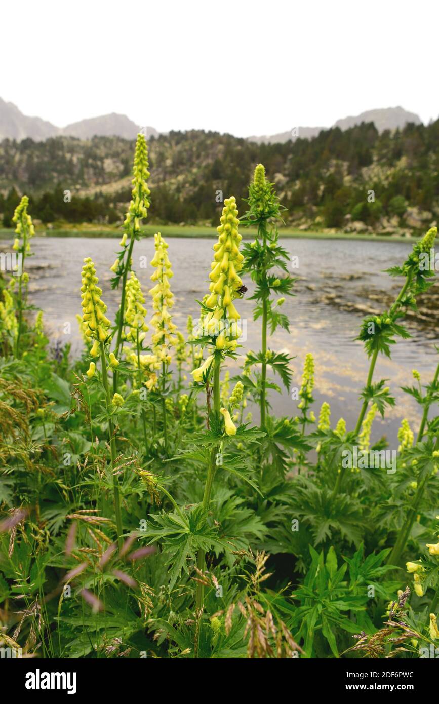 Aconitum pyrenaicum hi-res stock photography and images - Alamy