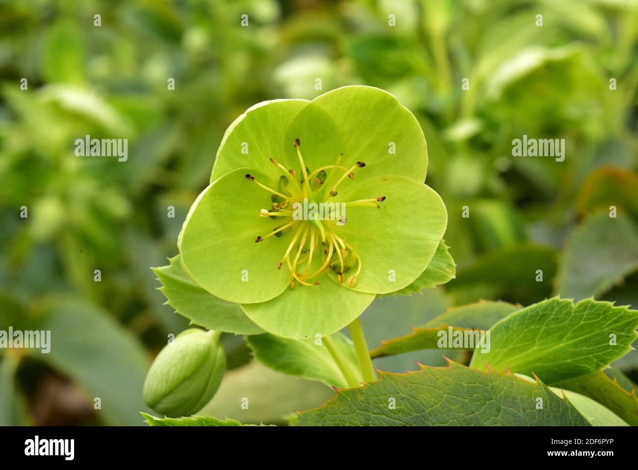 Lividus High Resolution Stock Photography and Images - Alamy