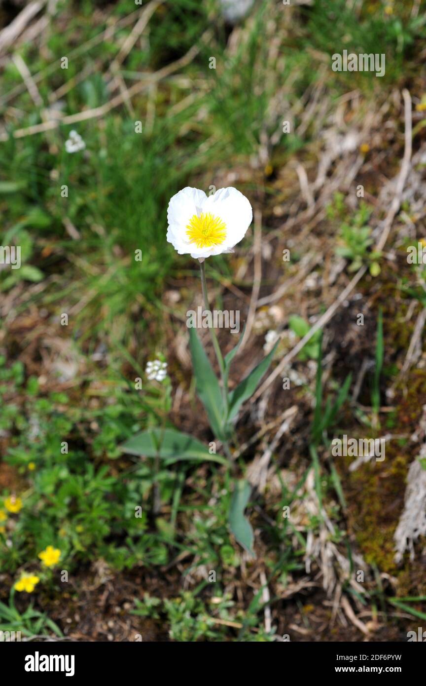 Endemic buttercup hi-res stock photography and images - Alamy
