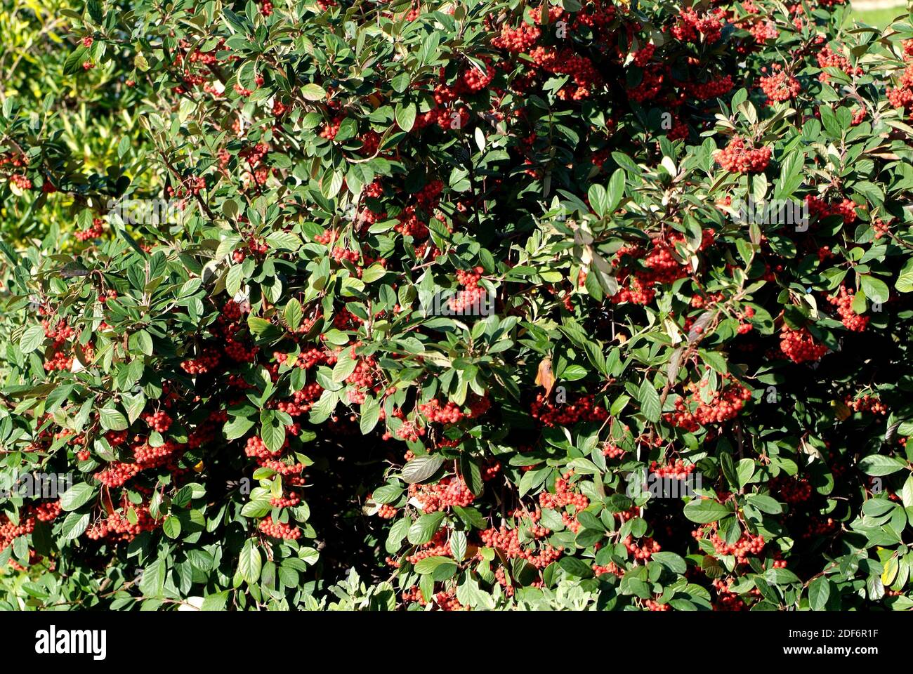 Cotoneaster lacteus late cotoneaster red hi-res stock photography and ...