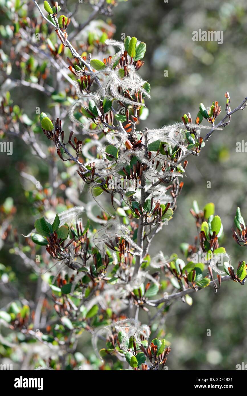 Mountain Mahogany High Resolution Stock Photography and Images - Alamy