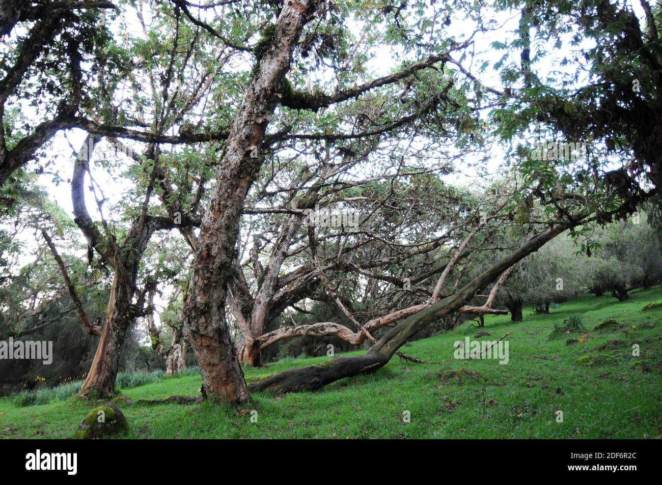Rosewood Tree High Resolution Stock Photography and Images - Alamy