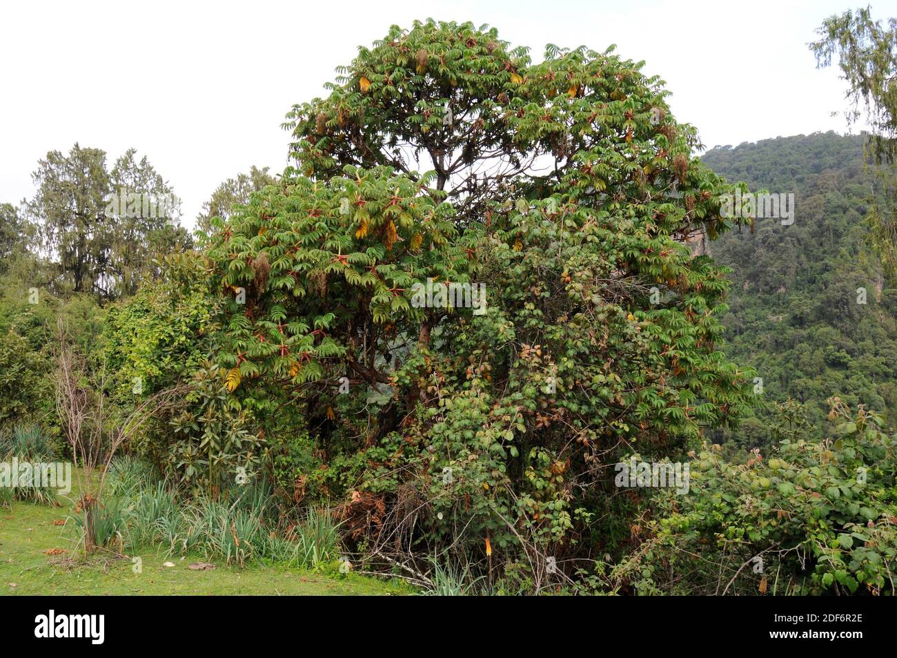Rosewood tree hi-res stock photography and images - Alamy