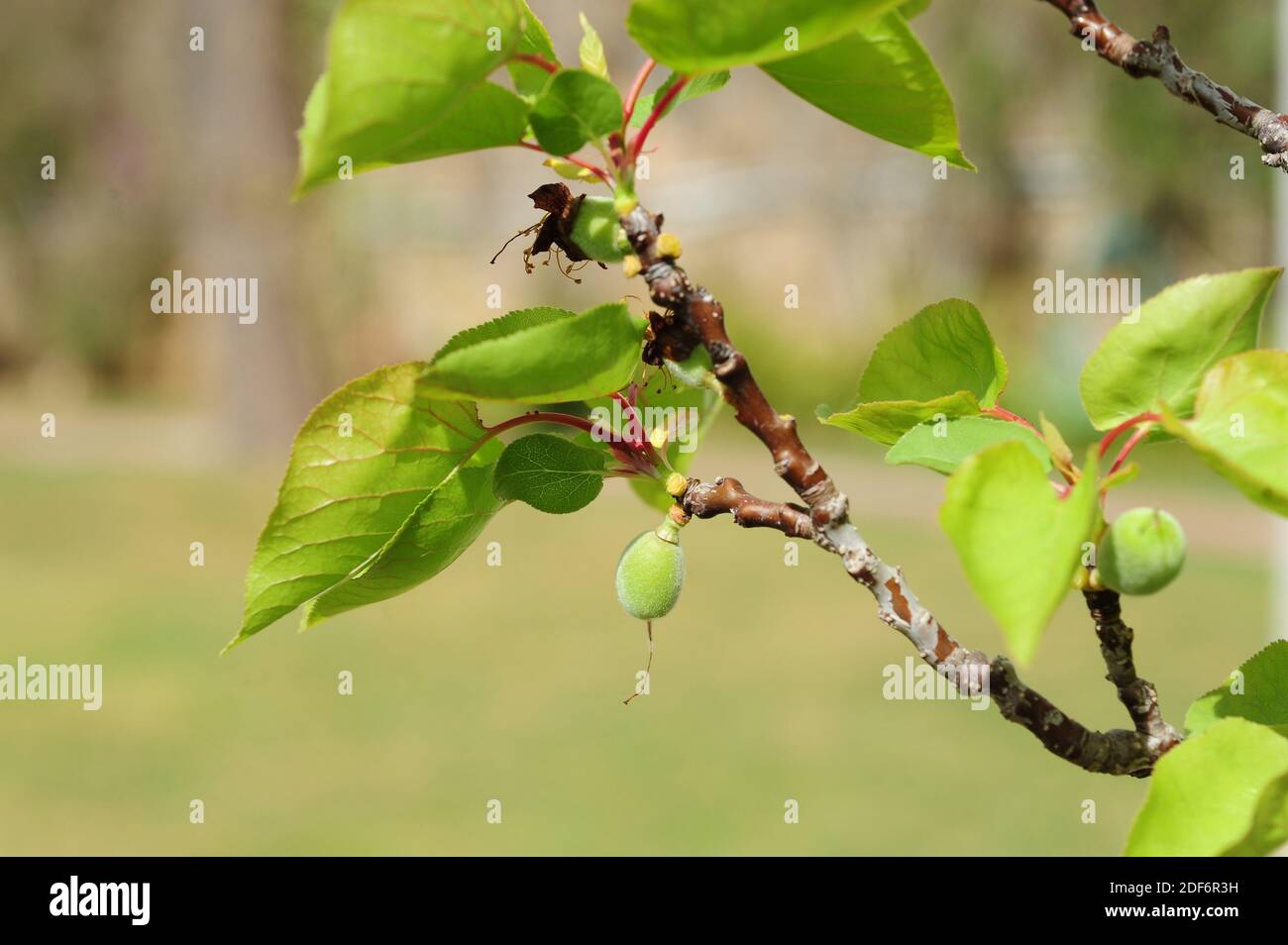 Apricot tree fruit hi-res stock photography and images - Alamy