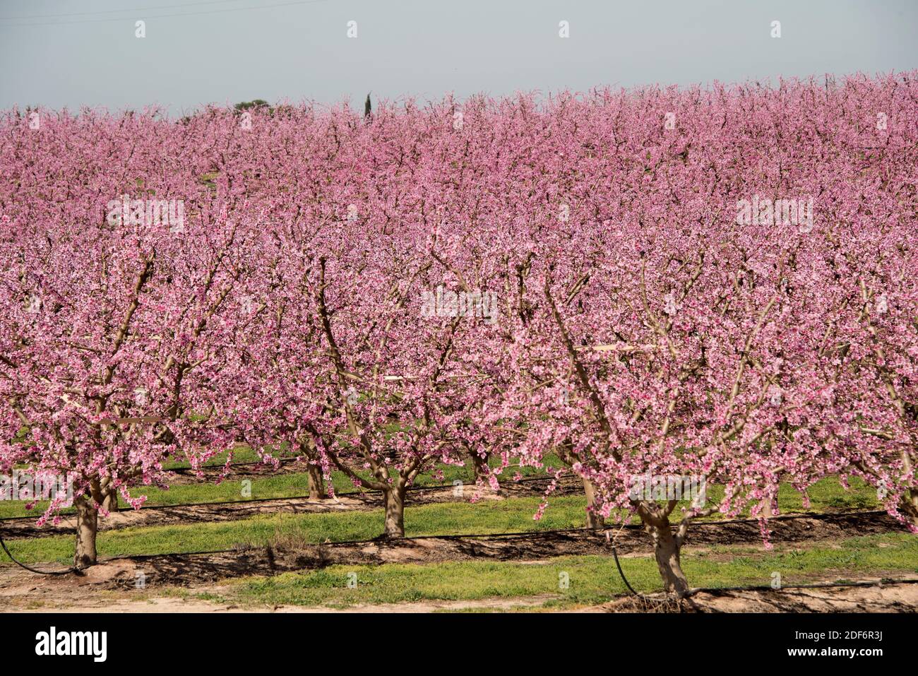 Peach prc hi-res stock photography and images - Alamy