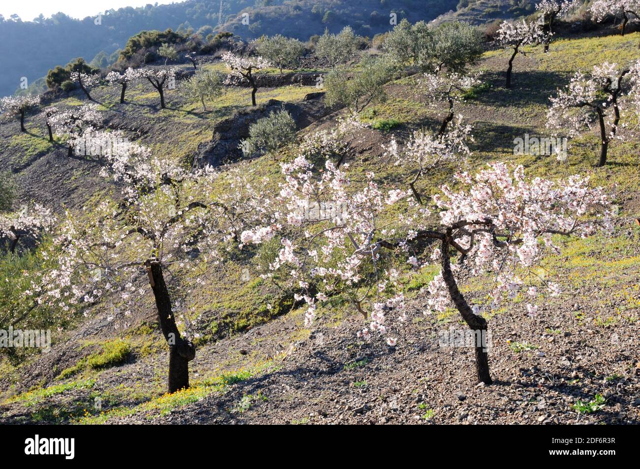 Indian Almond Tree High Resolution Stock Photography and Images - Alamy