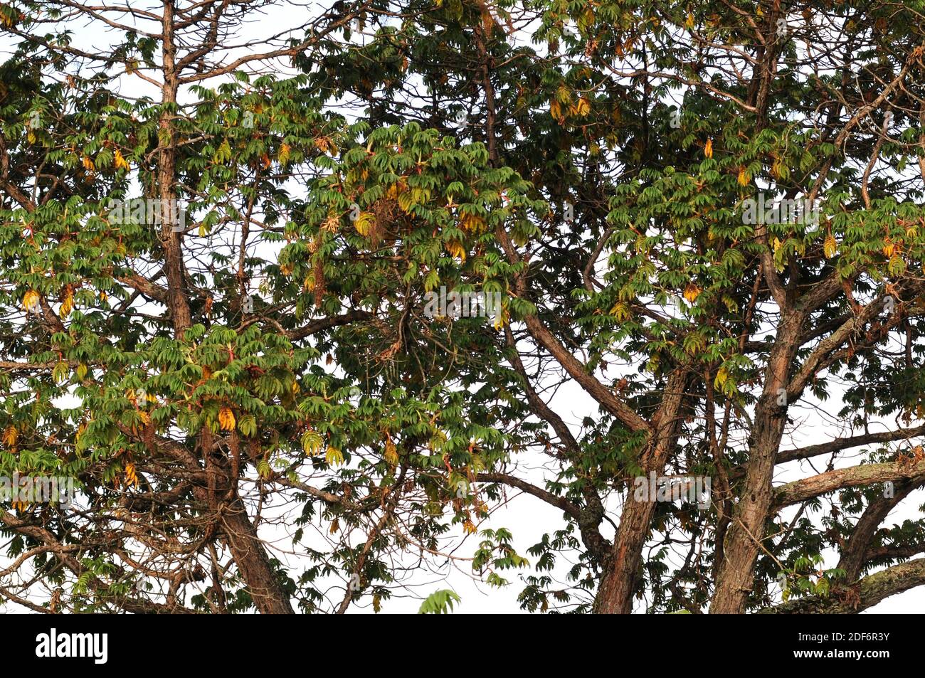 Rosewood Tree High Resolution Stock Photography and Images - Alamy