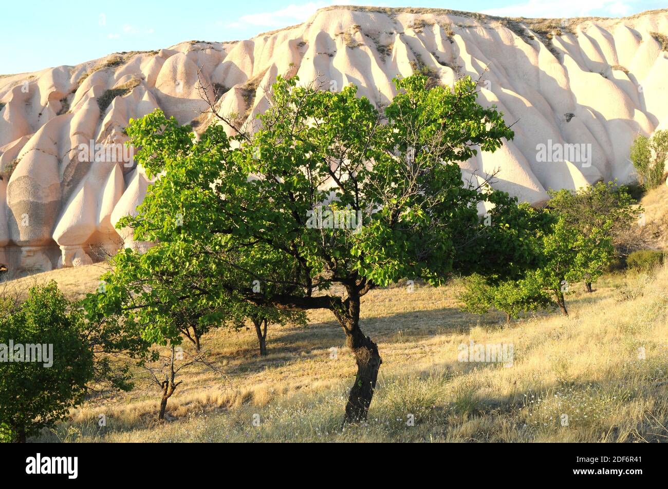 Fruits from armenia hi-res stock photography and images - Alamy