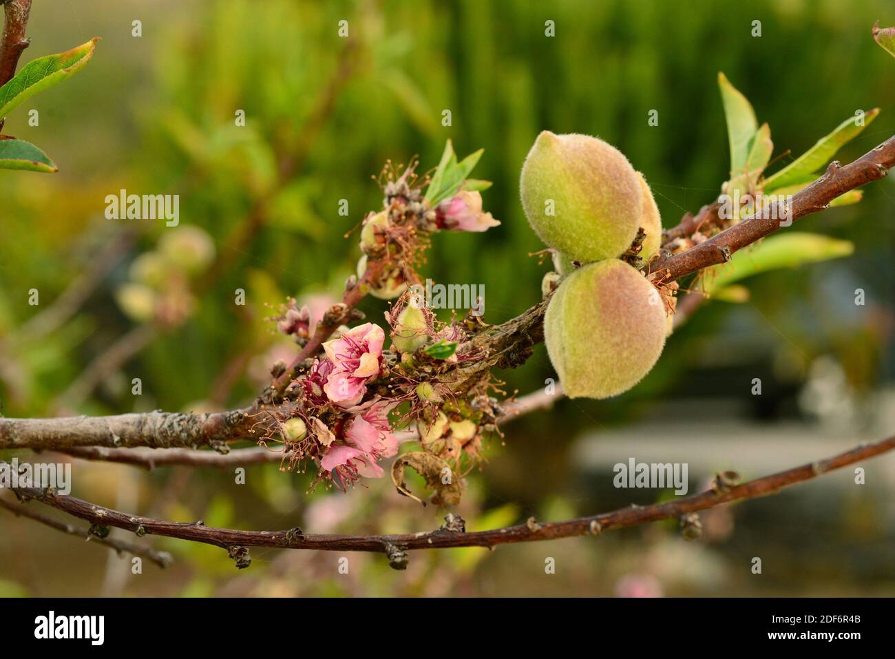 Apricot prunus armeniaca hi-res stock photography and images - Alamy