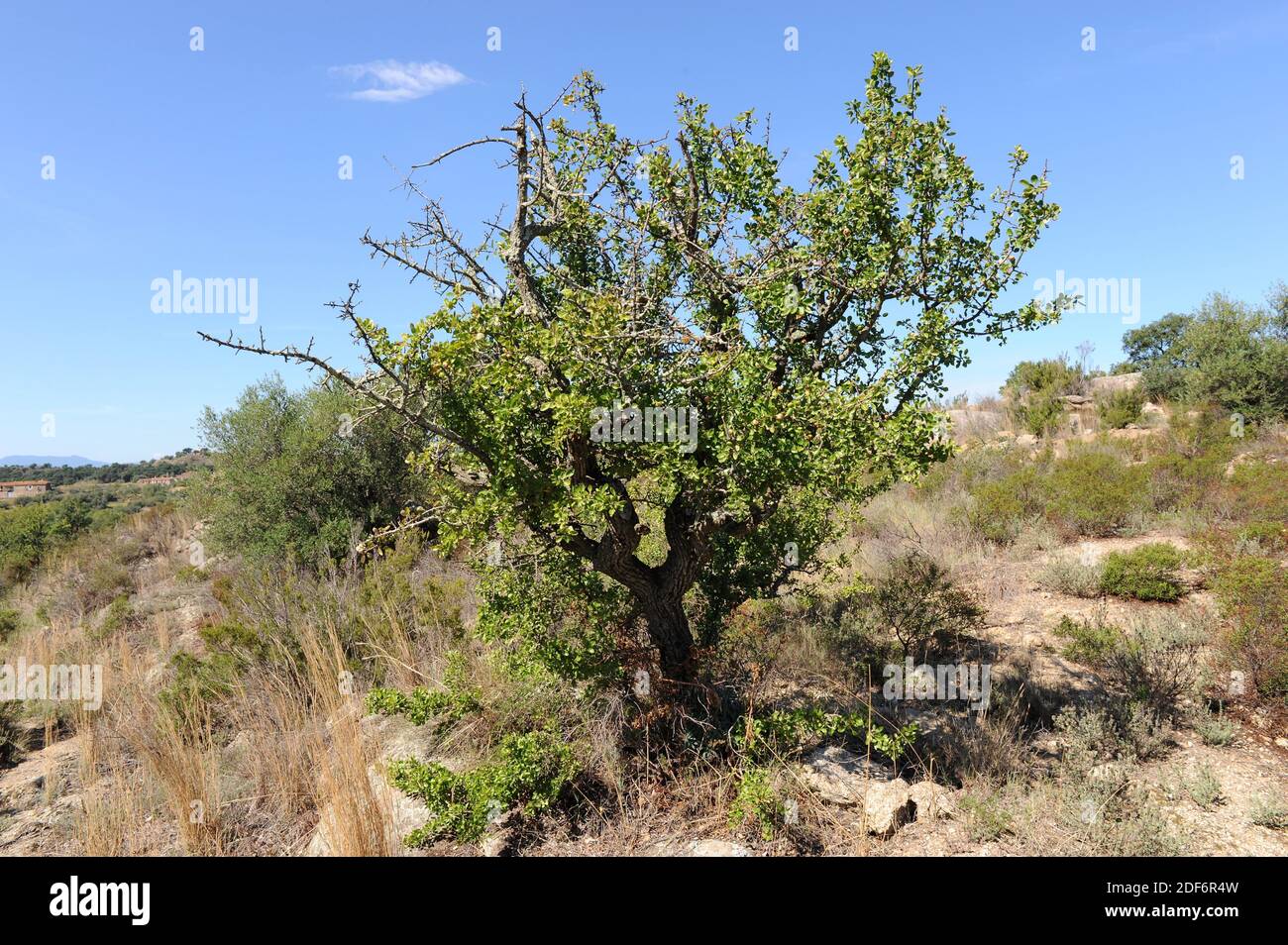 Almond leaved pear pyrus spinosa hi-res stock photography and images ...