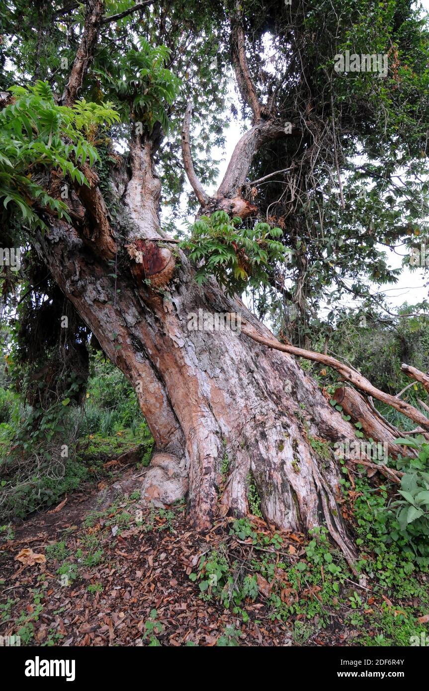 Rosewood tree hi-res stock photography and images - Alamy