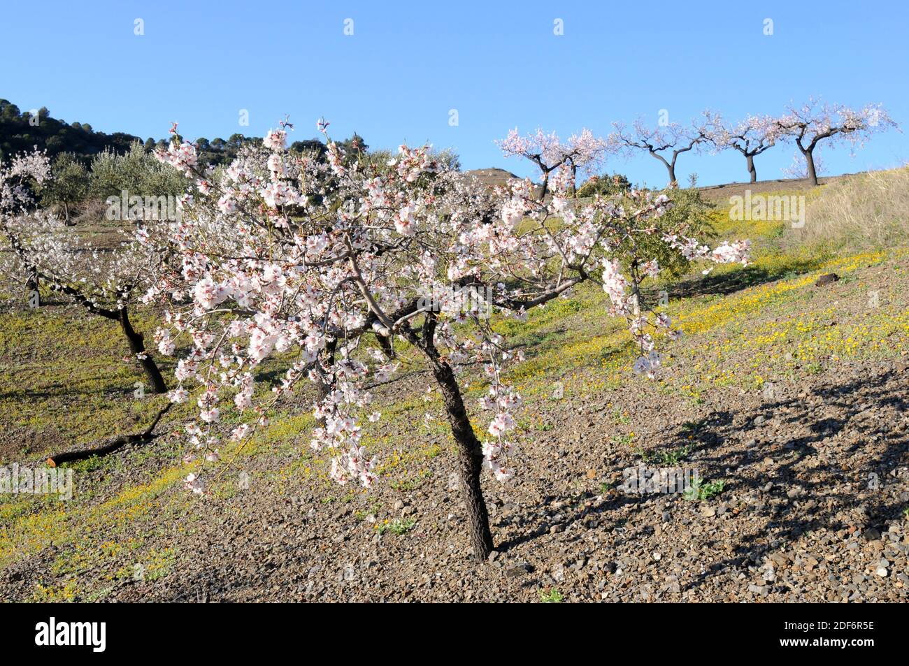 Indian almond tree hi-res stock photography and images - Alamy
