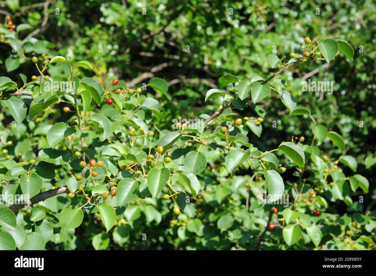 Mahaleb cherry prunus mahaleb hi-res stock photography and images - Alamy