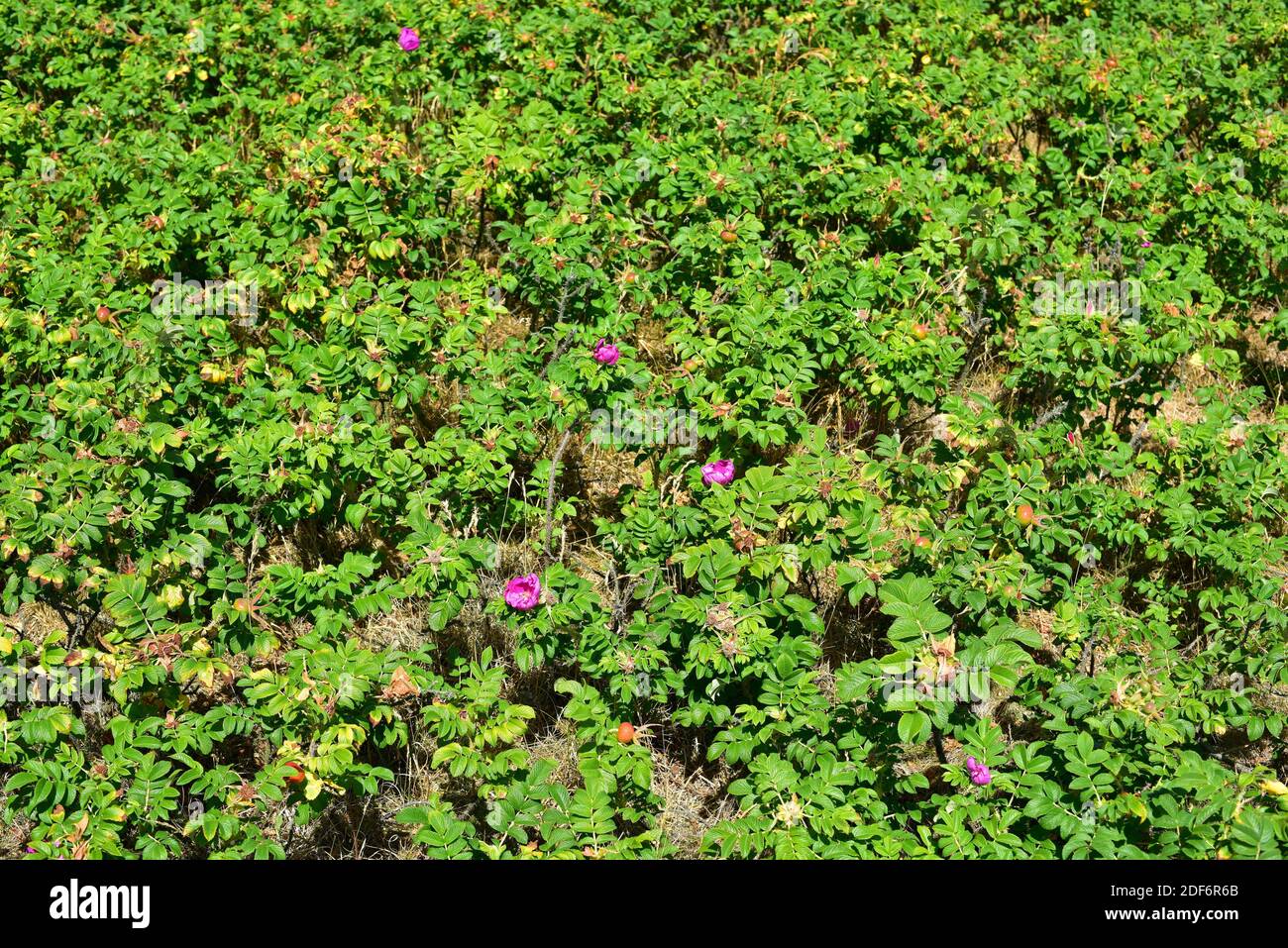 Invasive rose hi-res stock photography and images - Alamy