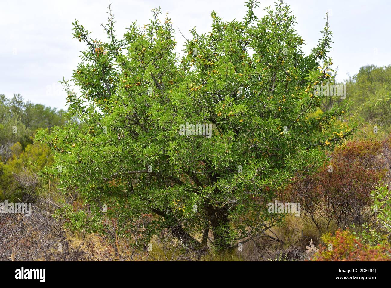 Turkey spain hi-res stock photography and images - Alamy
