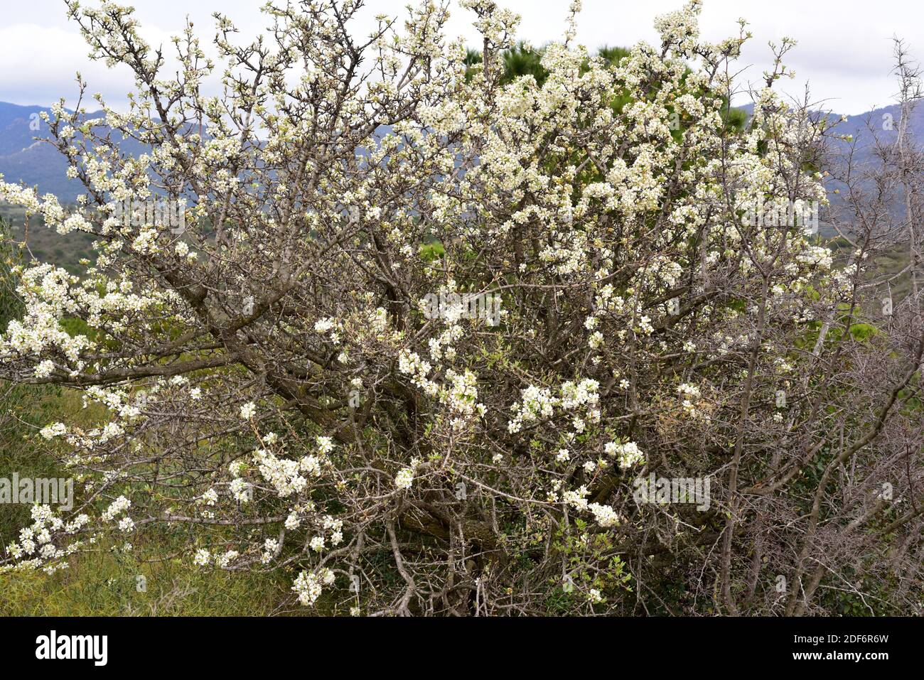Almond leaved pear pyrus spinosa hi-res stock photography and images ...