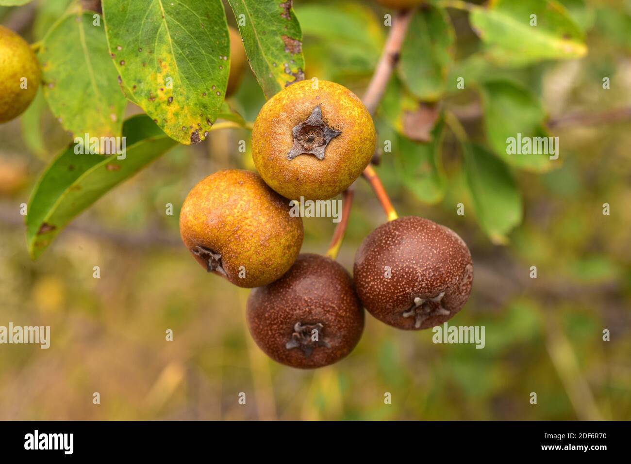 Almond leaved pear pyrus spinosa hi-res stock photography and images ...