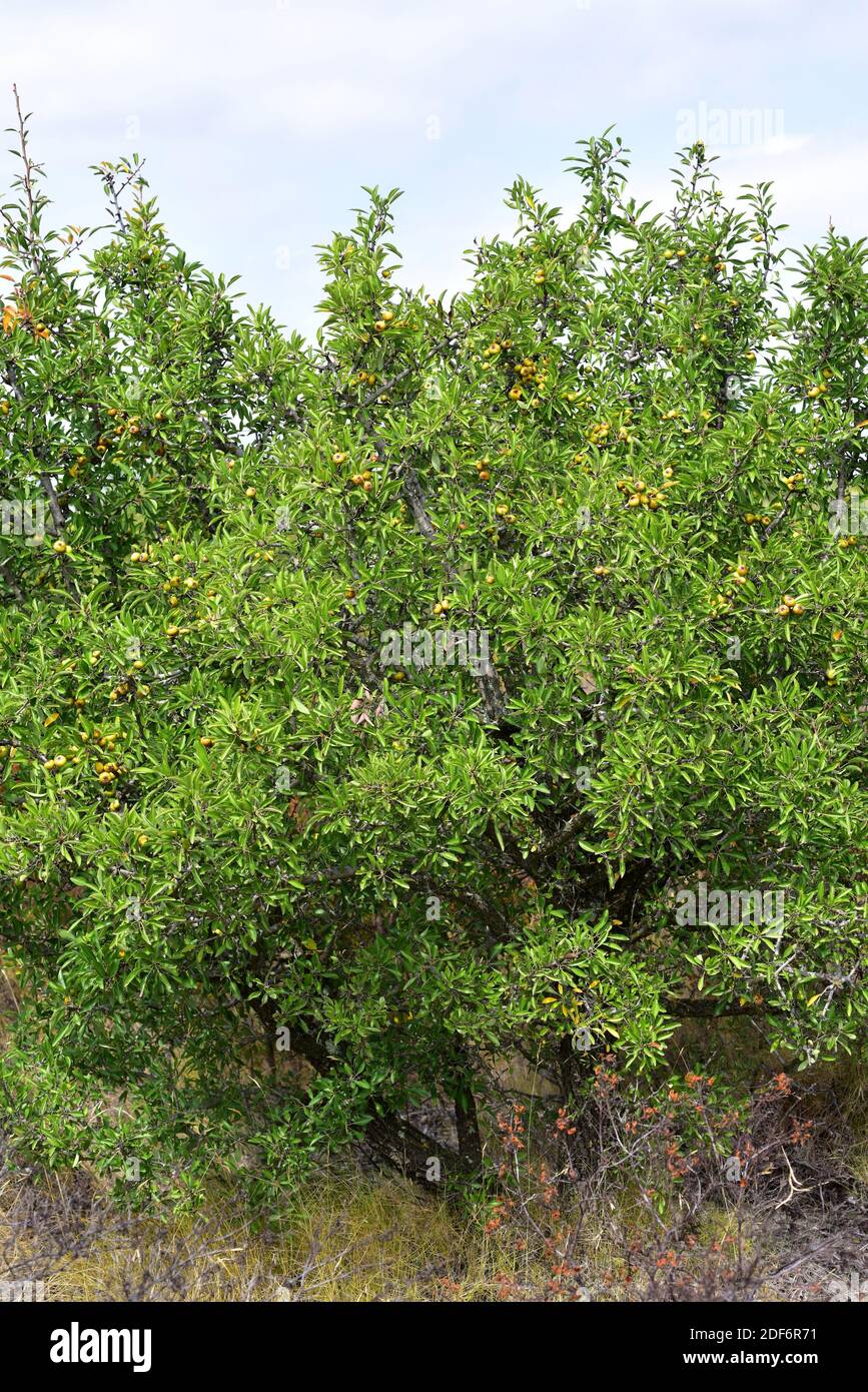 Almond leaved pear tree hi-res stock photography and images - Alamy
