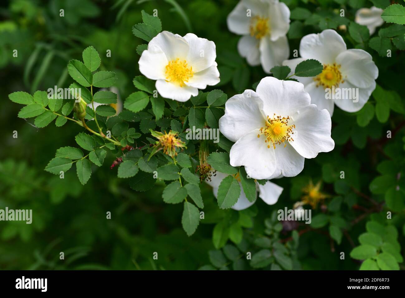 Rosa spinosissima hi-res stock photography and images - Alamy