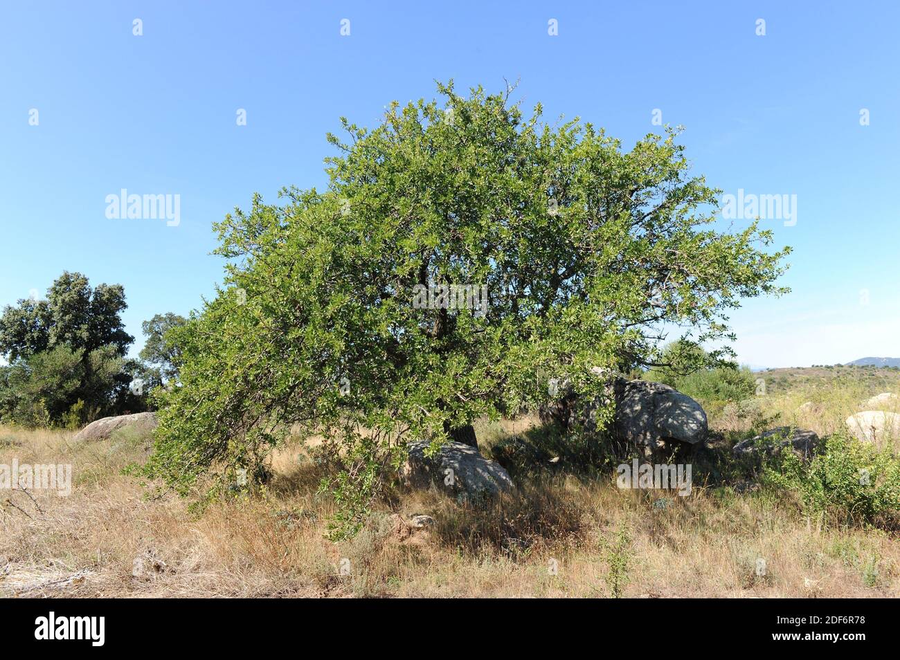 Almond leaved pear pyrus spinosa hi-res stock photography and images ...
