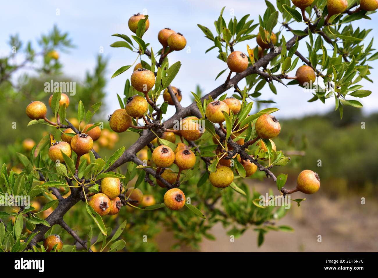 Almond leaved pear pyrus spinosa hi-res stock photography and images ...