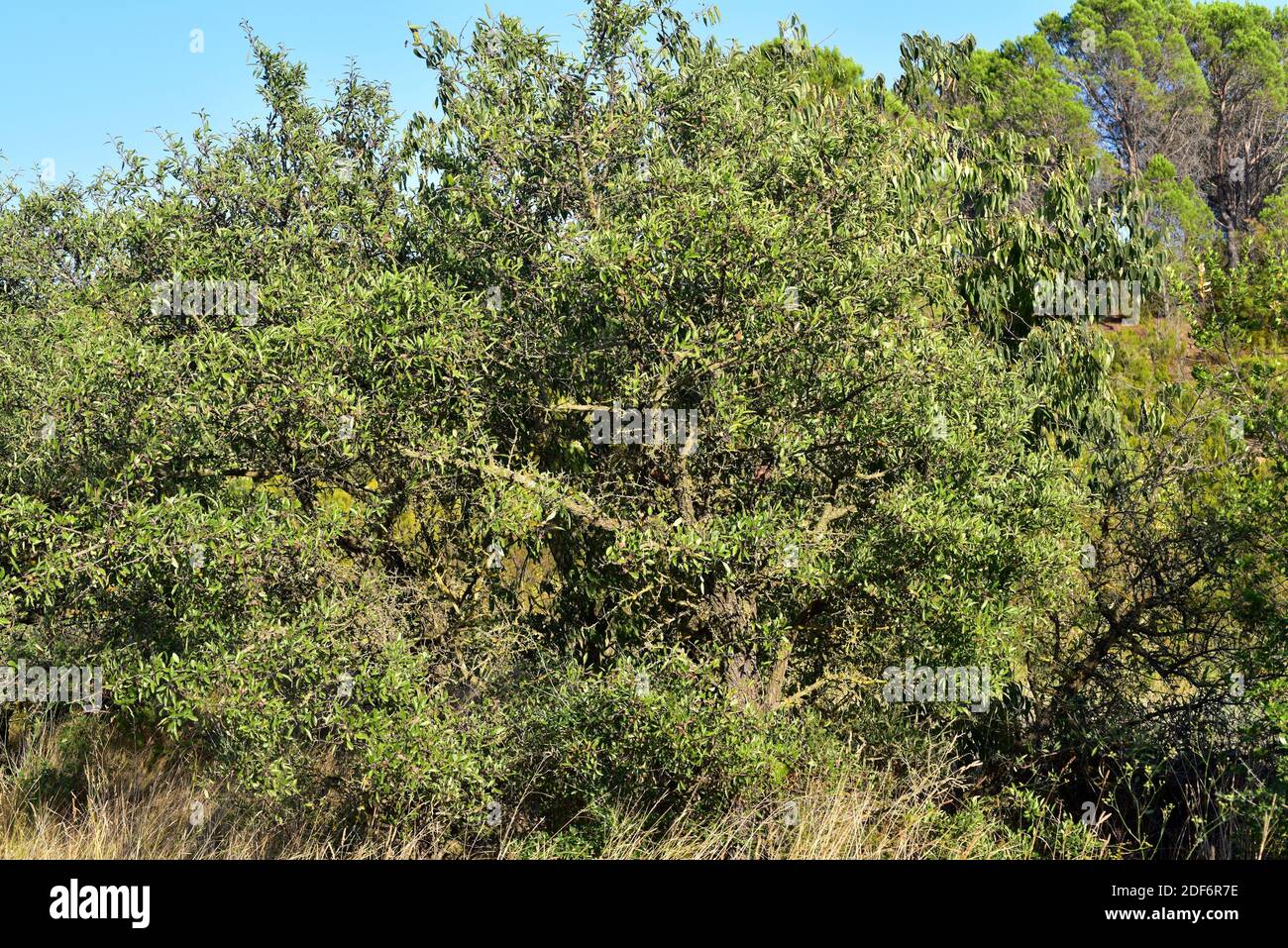 Almond leaved pear pyrus spinosa hi-res stock photography and images ...