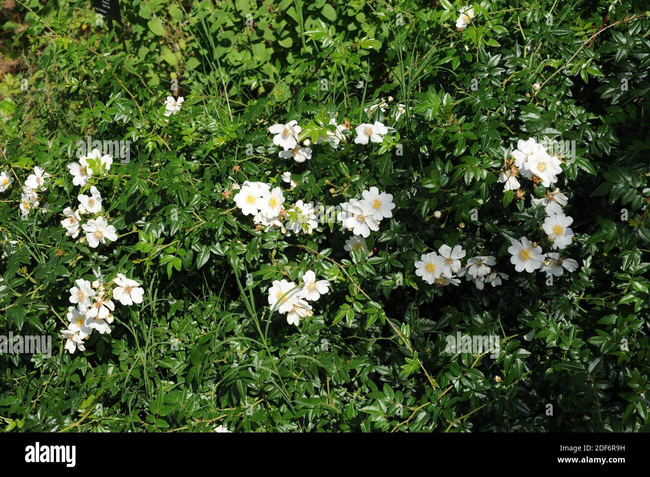 Evergreen Thorny Shrub High Resolution Stock Photography and Images - Alamy