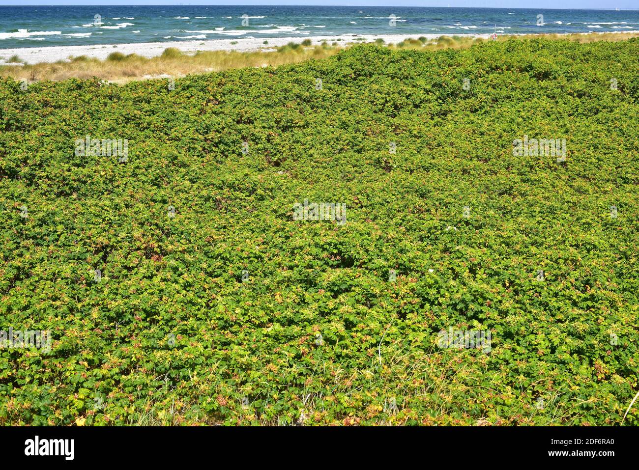 Invasive shrub hi-res stock photography and images - Alamy