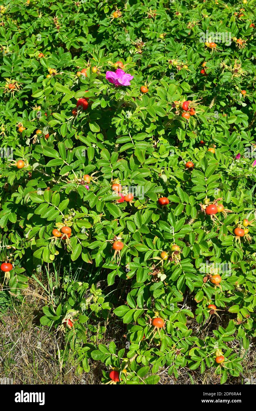 Japanese Rose Rosa Rugosa High Resolution Stock Photography and Images ...