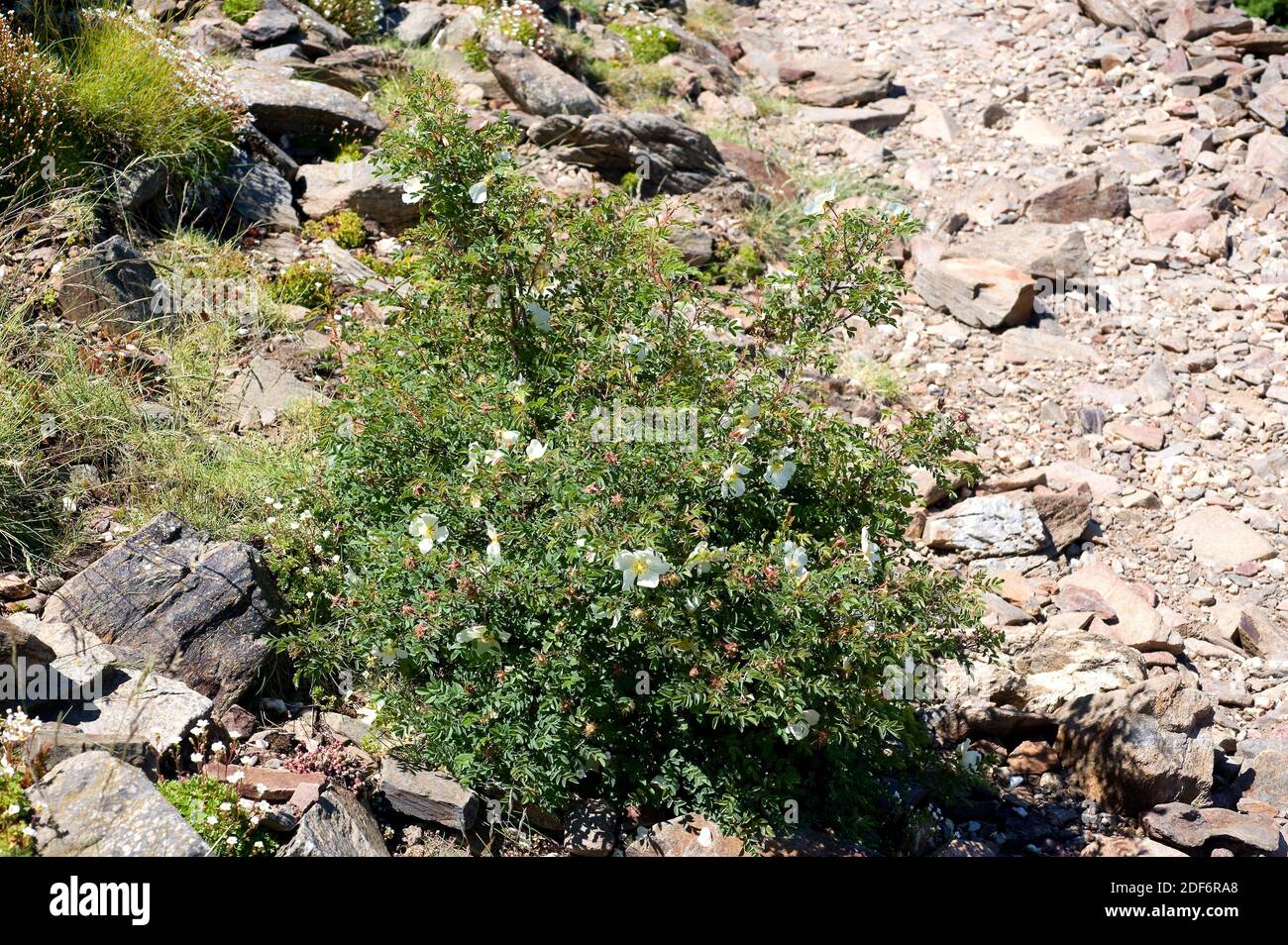 Rosal rosa hi-res stock photography and images - Alamy