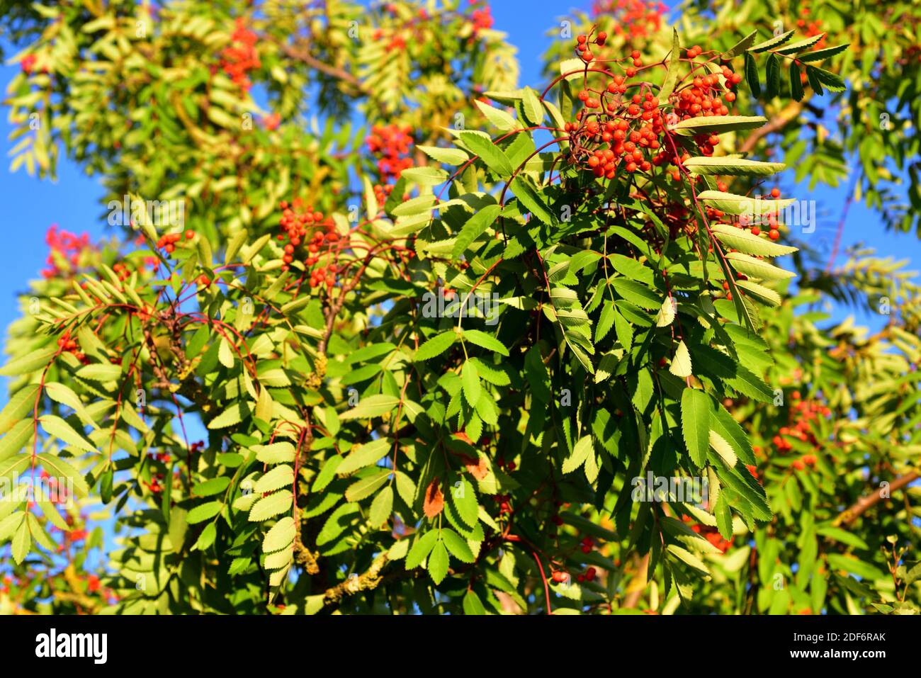 Mountain ash hi-res stock photography and images - Alamy