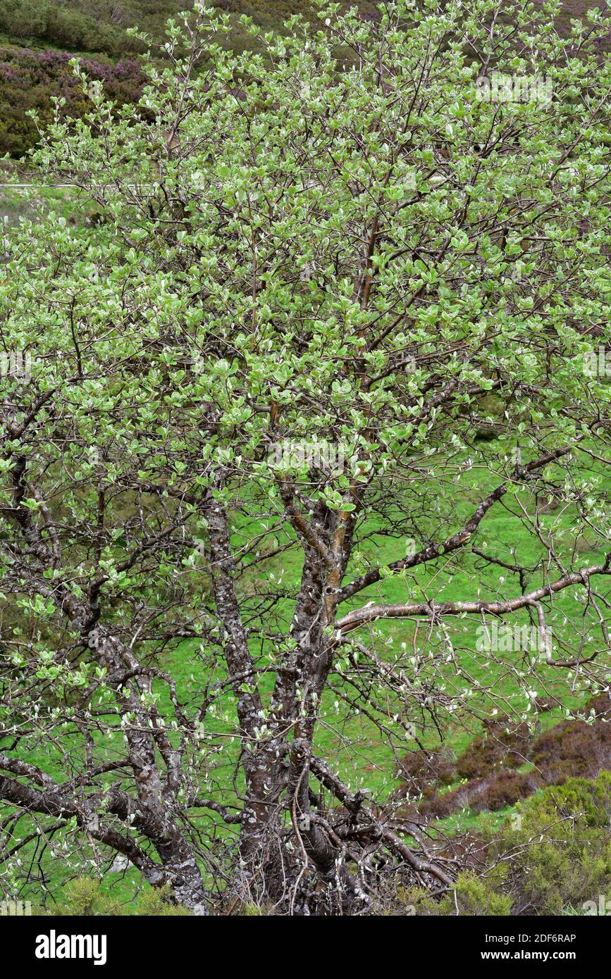 Sorbus Aria In Flower High Resolution Stock Photography and Images - Alamy