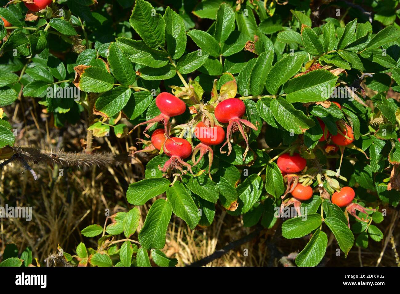 Japanese Rose Rosa Rugosa High Resolution Stock Photography and Images ...