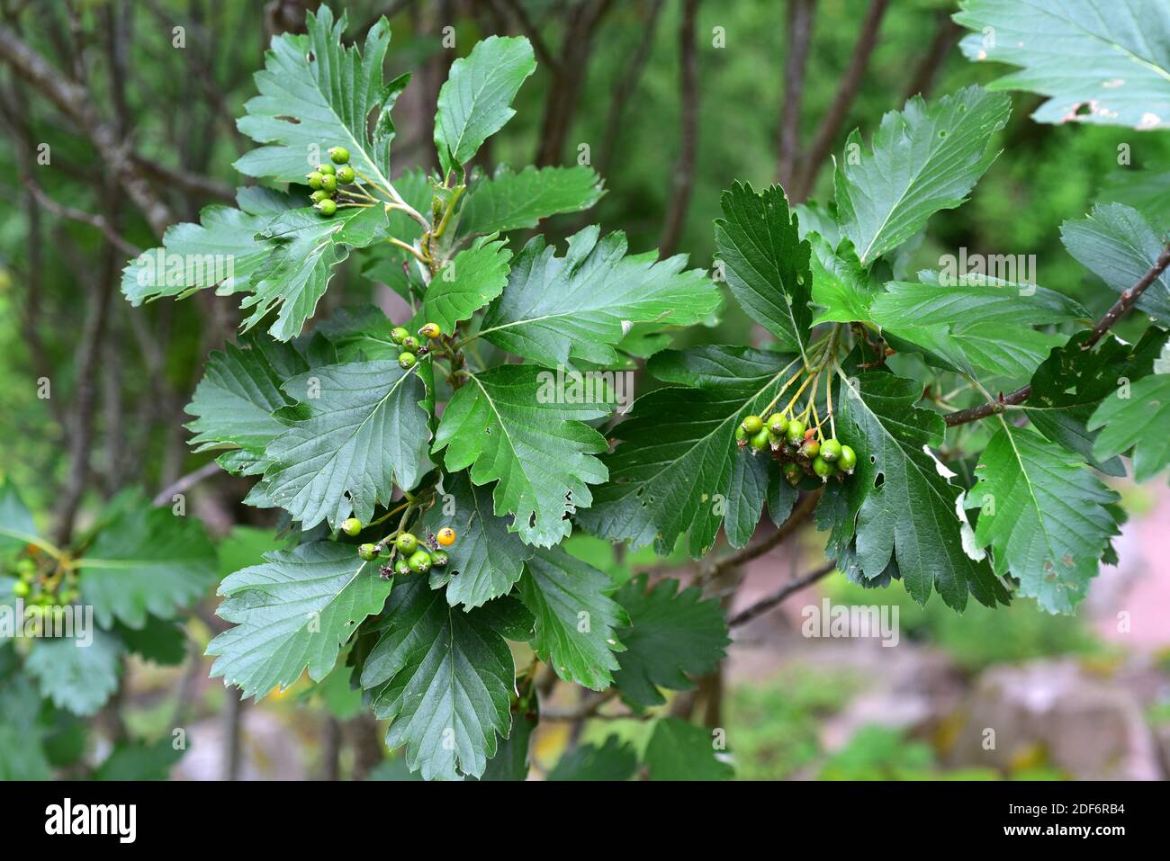 Sorbus fruits hi-res stock photography and images - Alamy